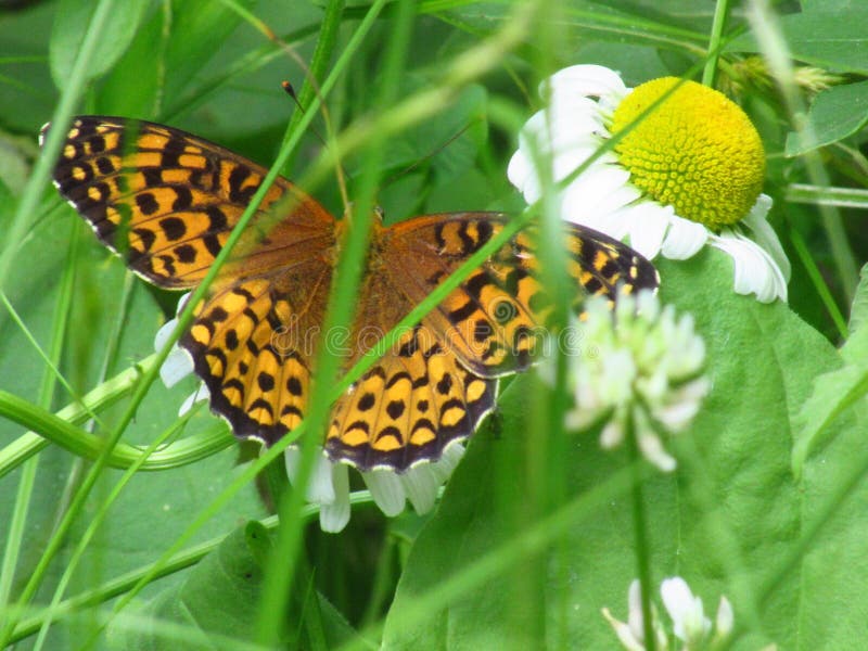 Monarch Butterfly stock photo. Image of summer, monarch - 154311664
