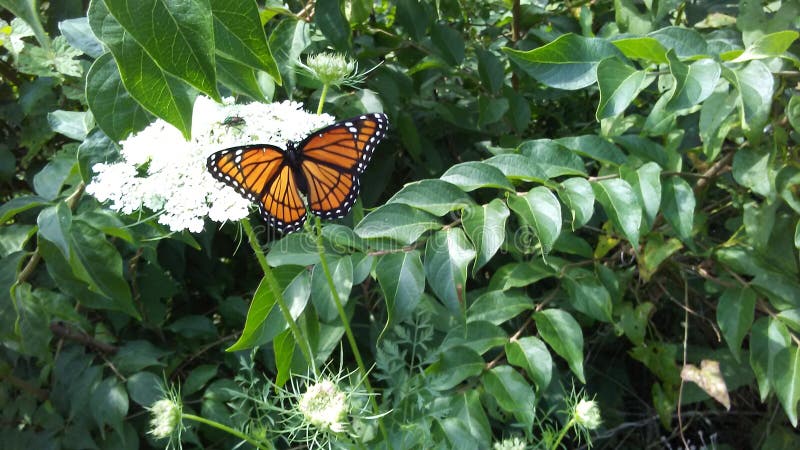 Monarch butterfly stock image. Image of monarch, beautiful - 101141793