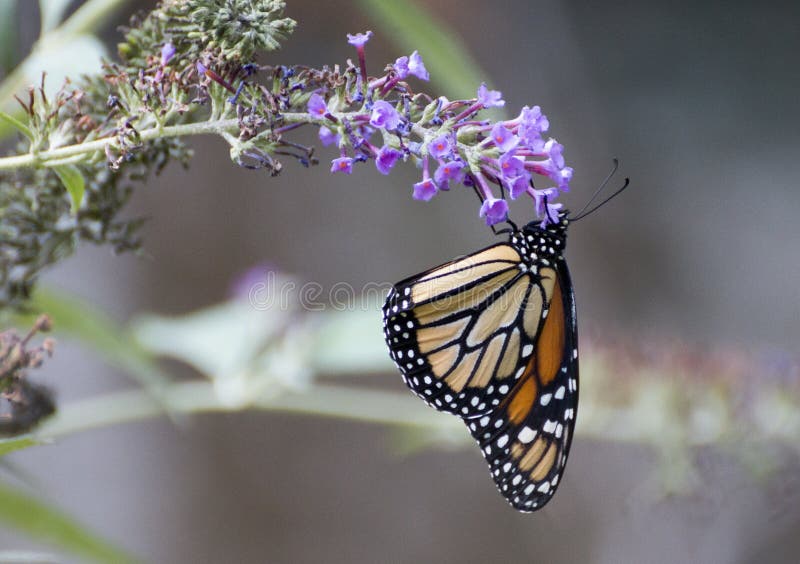 Monarch butterfly stock image. Image of orange, danaus - 86787033