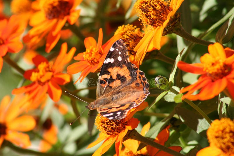Monarch Butterfly Near Flowers Stock Image - Image of perched, perch ...