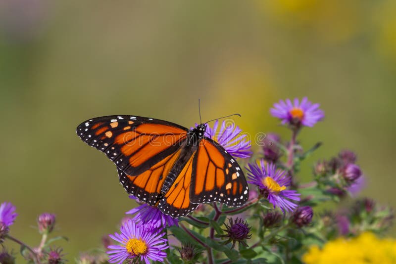 Monarch Butterfly stock image. Image of migration, butterfly - 66540971