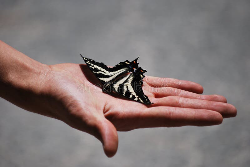 Monarch Butterfly stock photo. Image of black, white - 43467816
