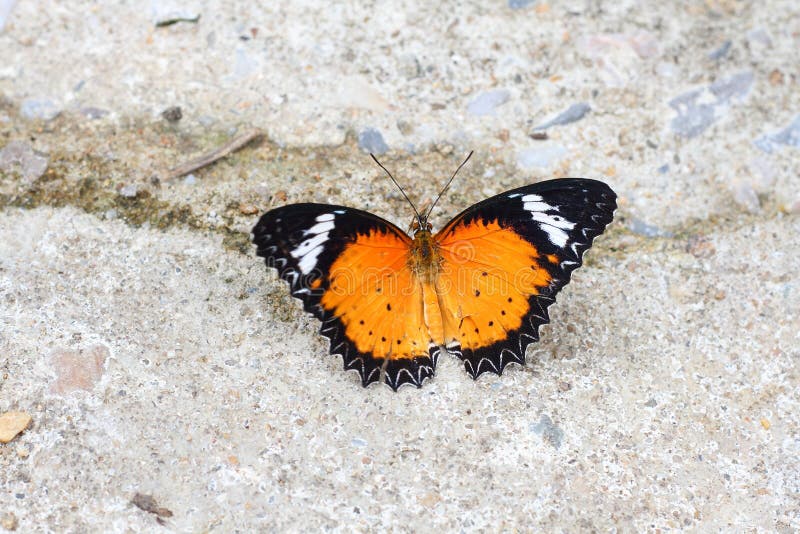 Monarch Butterfly with Open Wings Stock Photo - Image of migrating ...