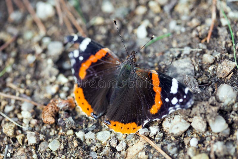 Monarch Butterfly with Open Wings Stock Image - Image of spring, macro ...
