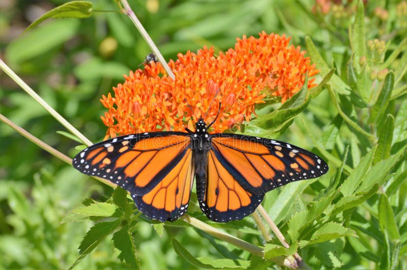 Monarch Butterfly stock image. Image of cute, monarch - 74072393