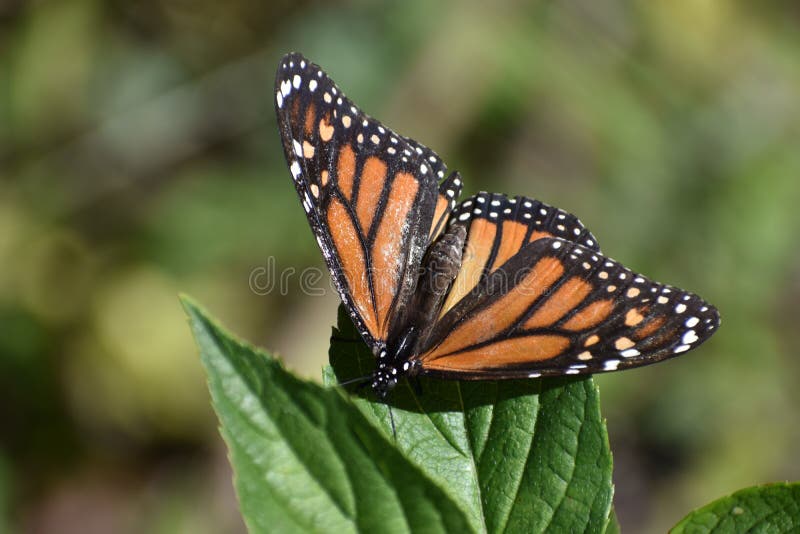 Monarch editorial photo. Image of butterfly, bugs, monarch - 80918876