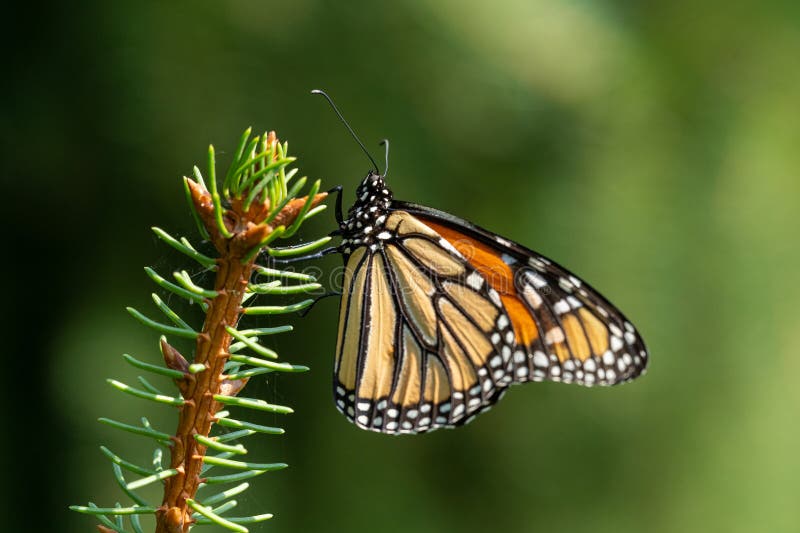 Monarch Butterfly on Pine Tree Stock Image - Image of landing ...