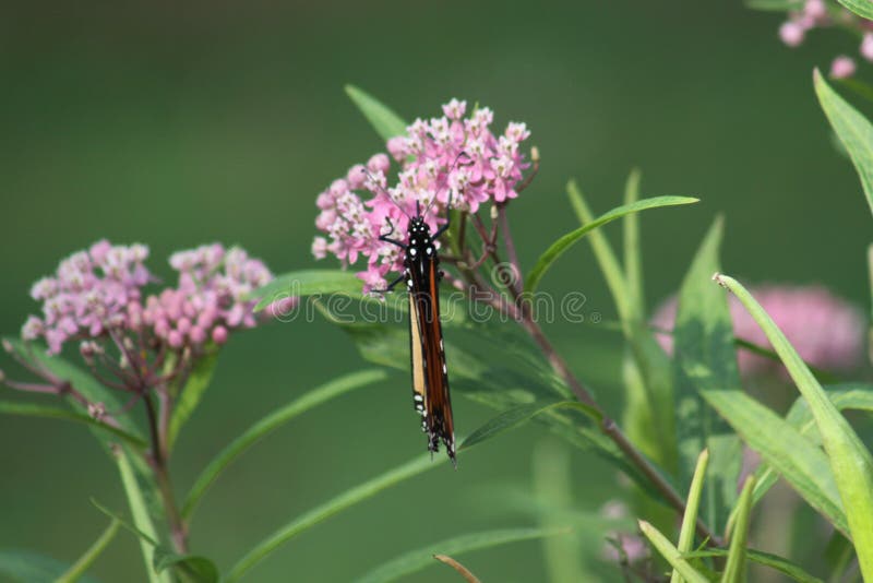 Monarch Butterfly on Pink Flower 2020 IV Stock Image - Image of dwayne, shutterbug: 194684129