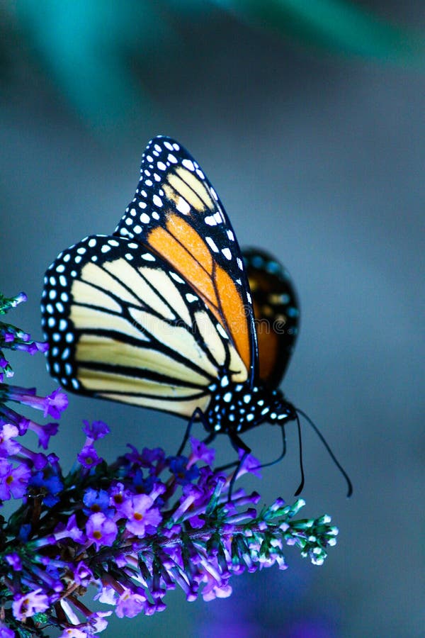 Monarch Butterfly Portrait stock image. Image of beautiful - 27969053