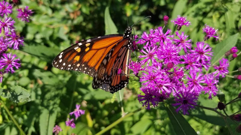 Monarch butterfly stock image. Image of monarch, purple - 98688995