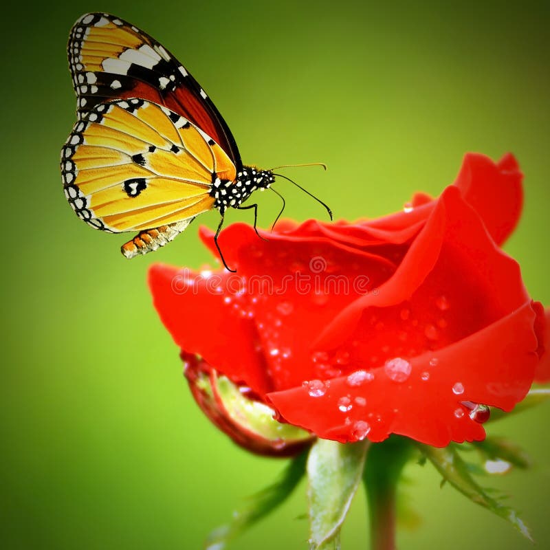 Butterfly Monarch Roses Stock Photos - Free & Royalty-Free Stock Photos ...