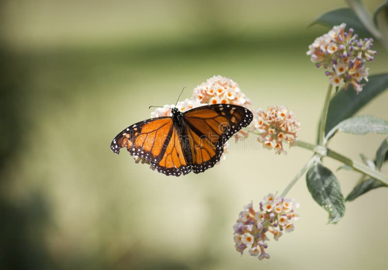 Monarch Butterfly stock photo. Image of orange, plant - 81354008
