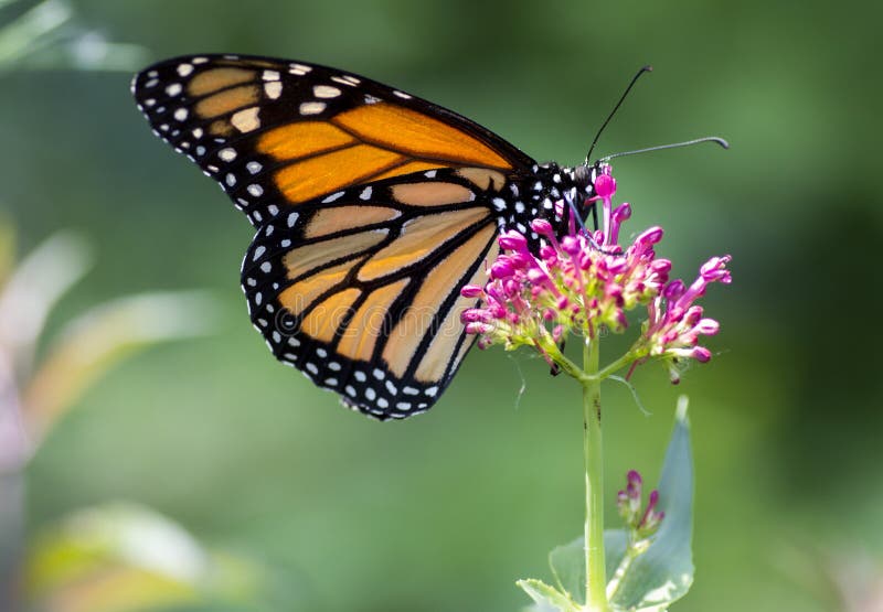 Monarch butterfly stock image. Image of orange, danaus - 86787033