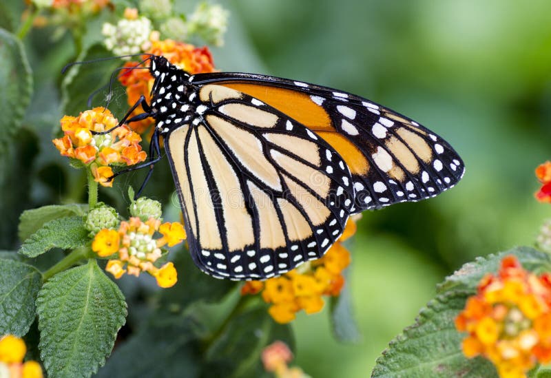 Monarch butterfly stock photo. Image of nature, butterfly - 86787282