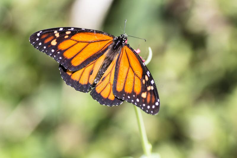 Monarch butterfly stock image. Image of orange, macro - 86787387