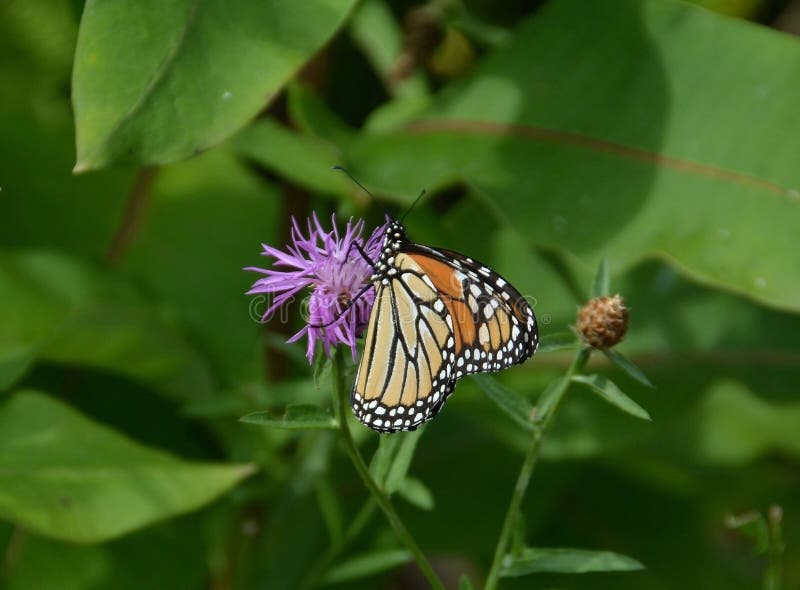 Monarch Butterfly Showing Top and Bottom Wing Patterns Stock Image ...
