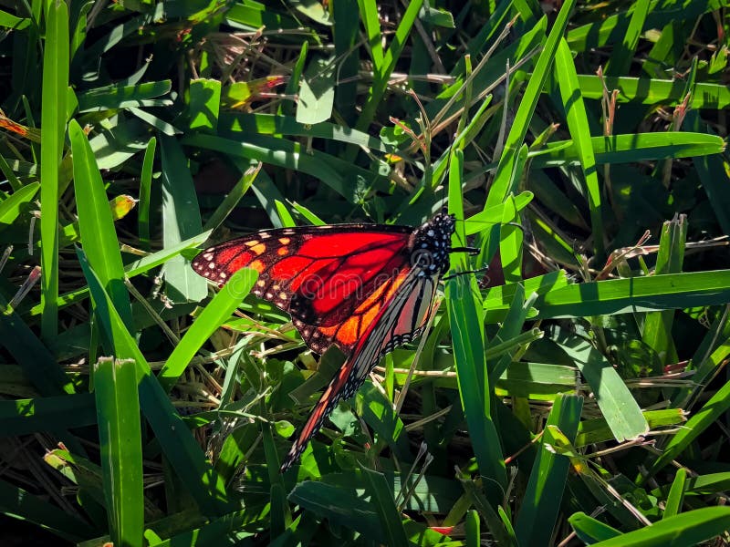 Monarch Butterfly Side View Stock Image - Image of hyssop, green: 105918367