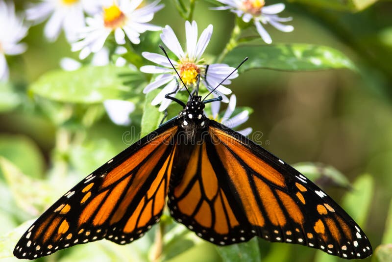 Monarch Butterfly Sipping Nectar from the Accommodating Flower Stock ...
