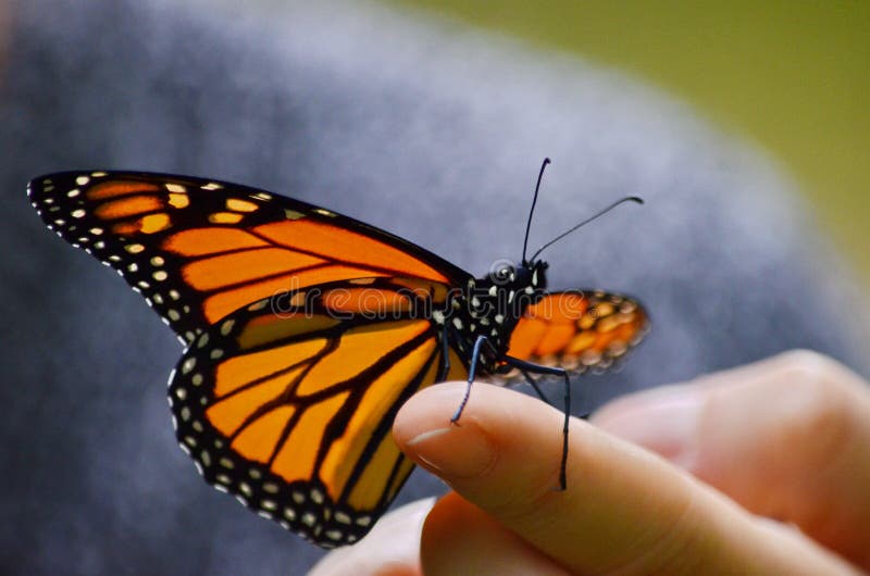 Butterfly Finger Stock Images - Download 2,082 Royalty Free Photos