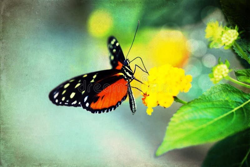 Monarch Butterfly stock image. Image of beauty, beautiful - 31236131