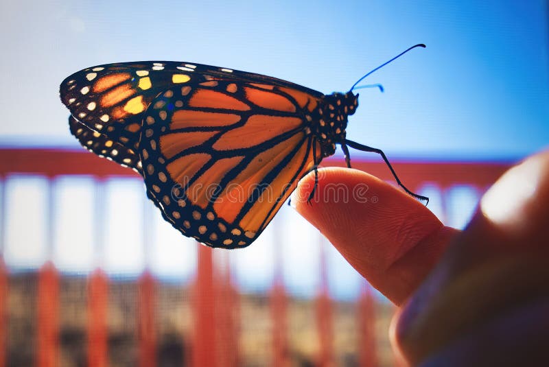 Monarch Butterfly Standing on a Person& X27;s Finger Stock Photo ...