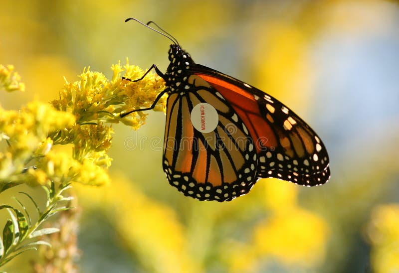 Tagging Monarch Butterflies Stock Photo - Image of bugs, environmental ...