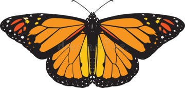 Monarch butterfly vector stock vector. Illustration of insect - 10296164