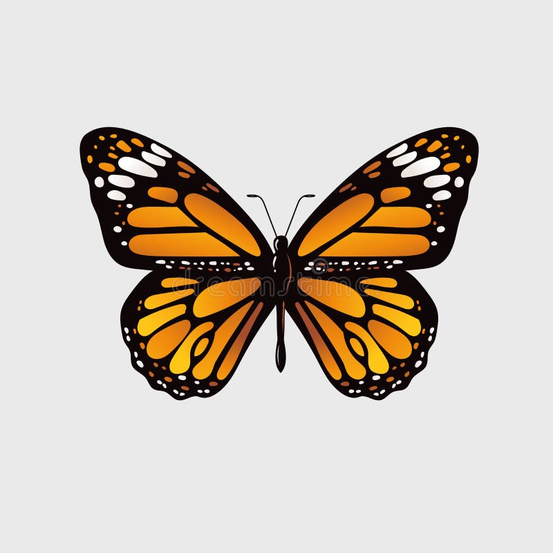 Monarch Butterfly Vector Illustration Stock Vector - Illustration of ...