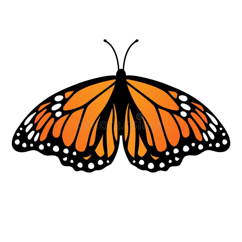 Monarch Butterfly, Side View. Vector Illustration Isolated on White ...