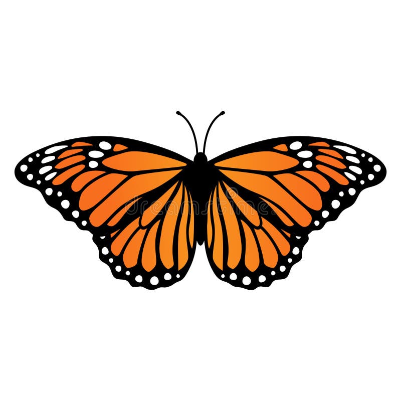 Monarch Butterfly Side View Vector Illustration Isolated On White