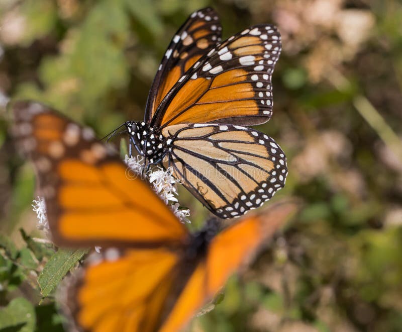 Monarch Butterfly on White Flower Stock Photo - Image of outdoors ...