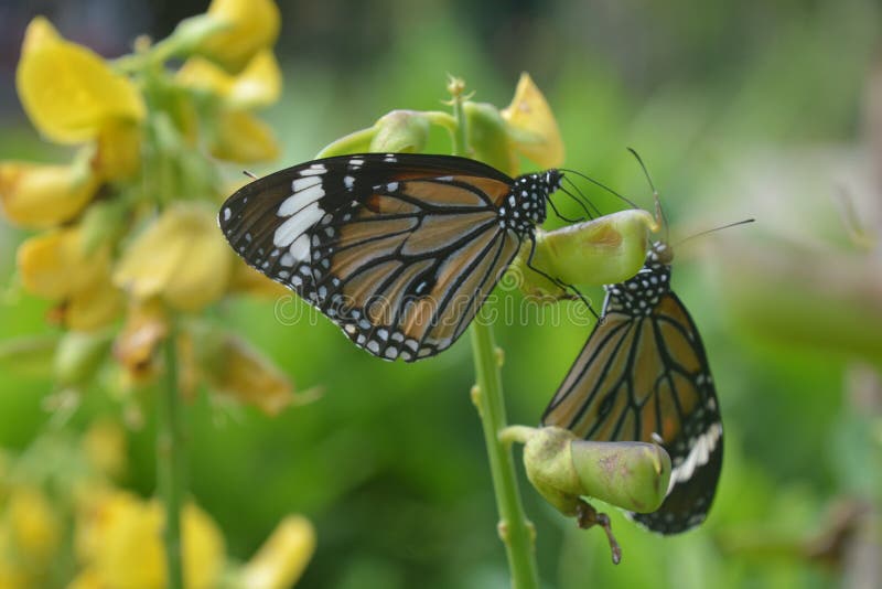 Monarch Butterfly on Yellow Flower Stock Photo - Image of south ...