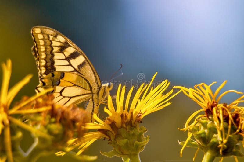 Monarch Butterfly on a Yellow Flower, Danaus Plexippus Stock Image ...