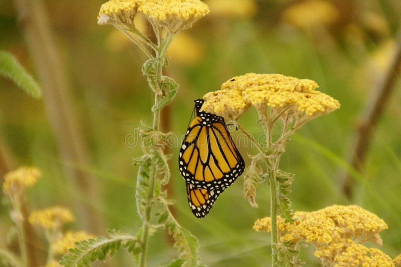 Monarch Butterfly on Yellow Flower Stock Image - Image of nature ...
