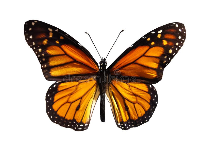 Monarch butterfy stock image. Image of monarch, insect - 173516555