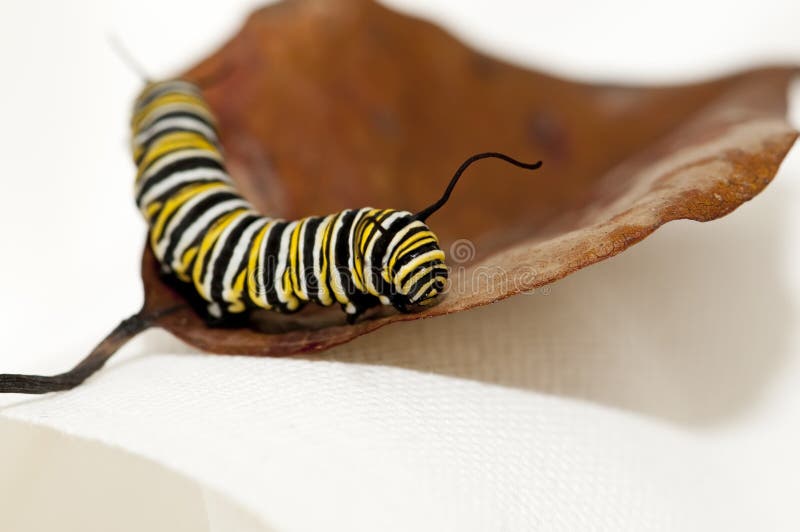 Monarch caterpillar stock image. Image of nature, larva - 8982327