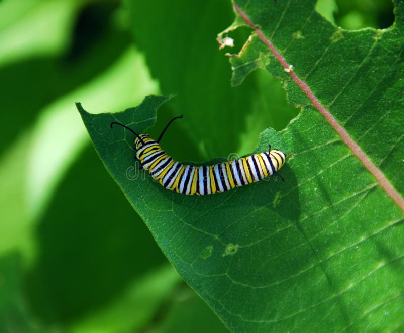 Monarch Caterpillar stock image. Image of insects, insect - 2722501