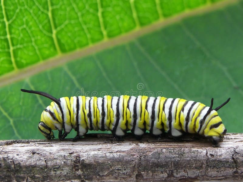 Monarch Caterpillar stock image. Image of insects, insect - 2722501