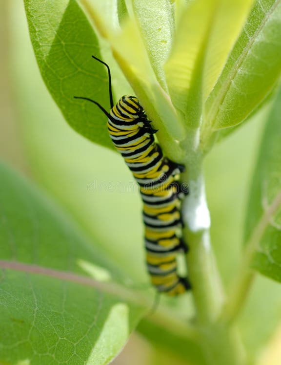 1,769 Monarch Caterpillar White Stock Photos - Free & Royalty-Free ...