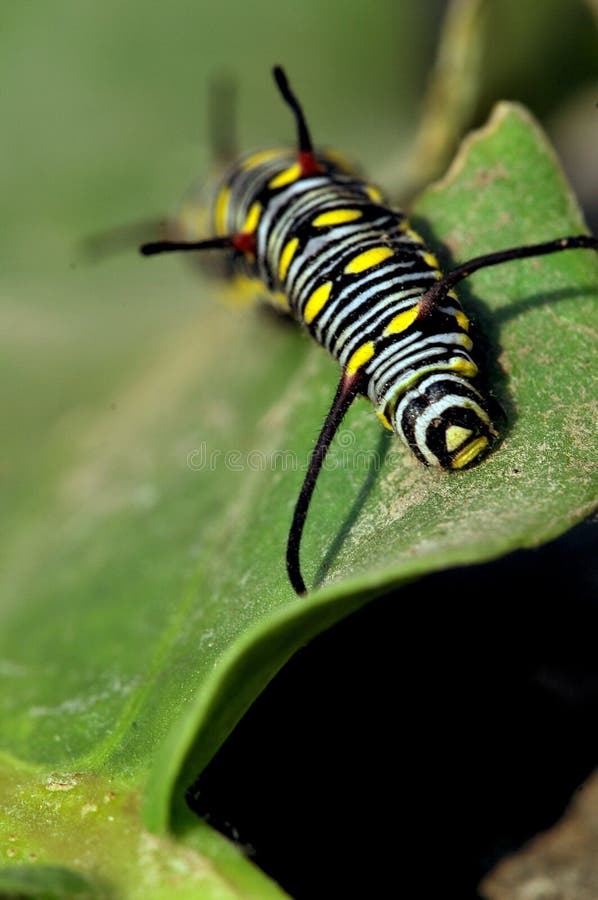 Monarch caterpillar stock image. Image of yellow, environment - 8474953