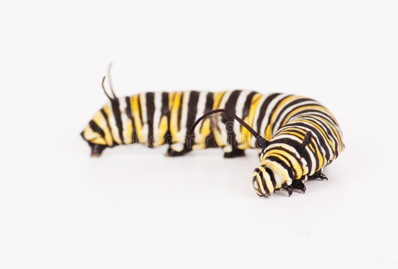 1,747 Monarch Caterpillar White Stock Photos - Free & Royalty-Free ...