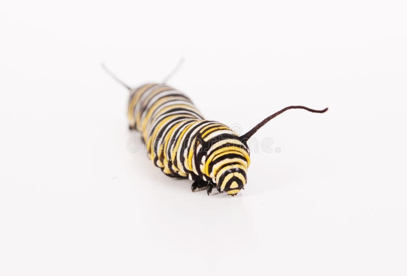 Monarch Caterpillar stock image. Image of monarch, swan - 81353591