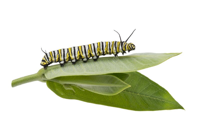 Monarch Worm