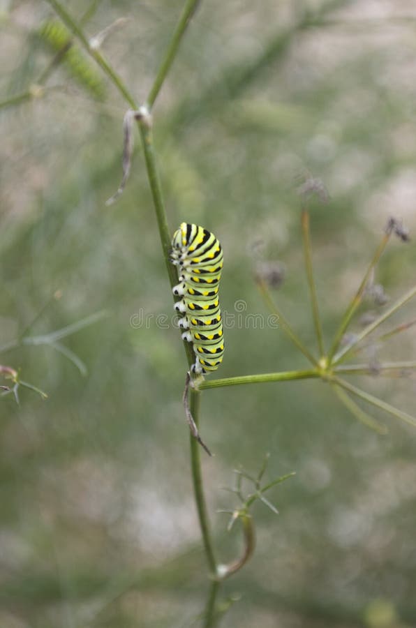 Monarch Caterpillar stock photo. Image of insect, summer - 100356896