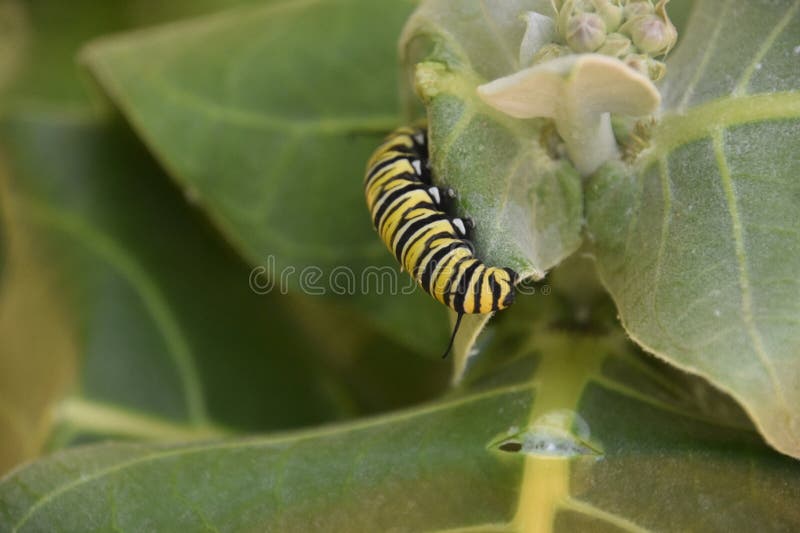 Monarch Caterpillar Snacking on a Milkweed Leaf Stock Image - Image of macro, milkweed: 281754231