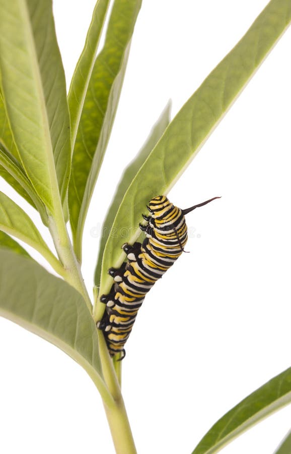 Monarch Caterpillar stock photo. Image of white, plant - 66540094