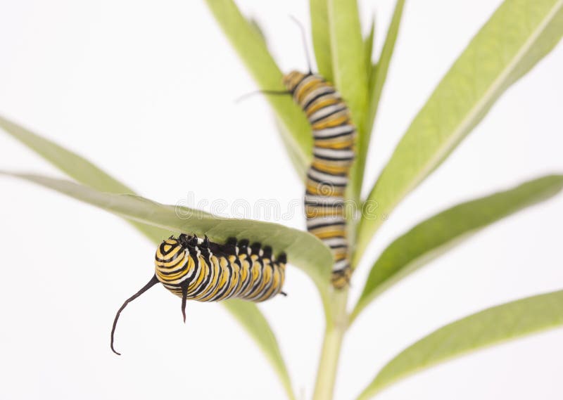 Monarch Caterpillar stock photo. Image of insect, background - 66683884