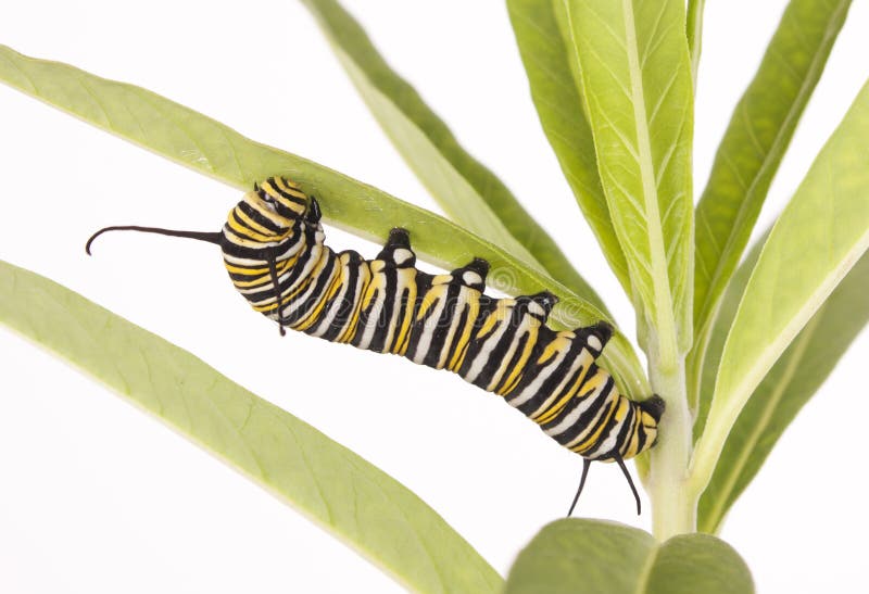 Monarch Caterpillar stock photo. Image of yellow, larvae - 66800928