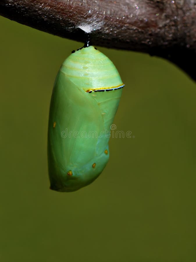 91+ Chrysalis Free Stock Photos - StockFreeImages