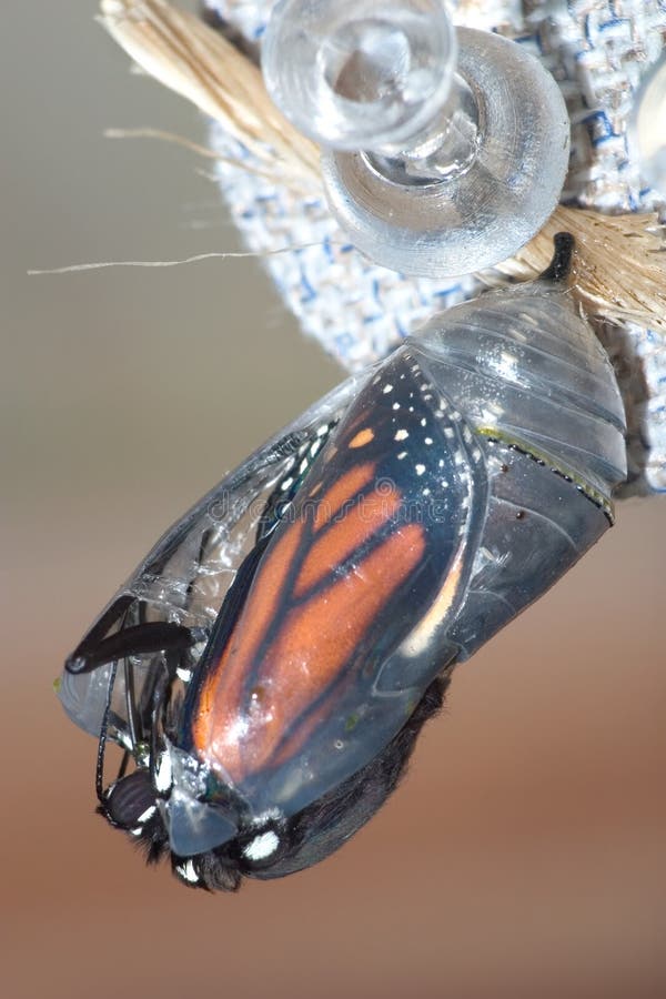 Monarch Chrysalis stock image. Image of close, sequence - 29934303